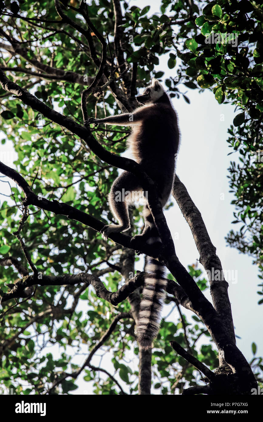Ring-tailed lemur sitting in tree Stock Photo - Alamy