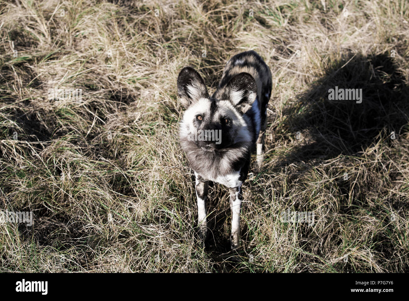 African wild dog (Lycaon pictus) in South Africa Stock Photo - Alamy