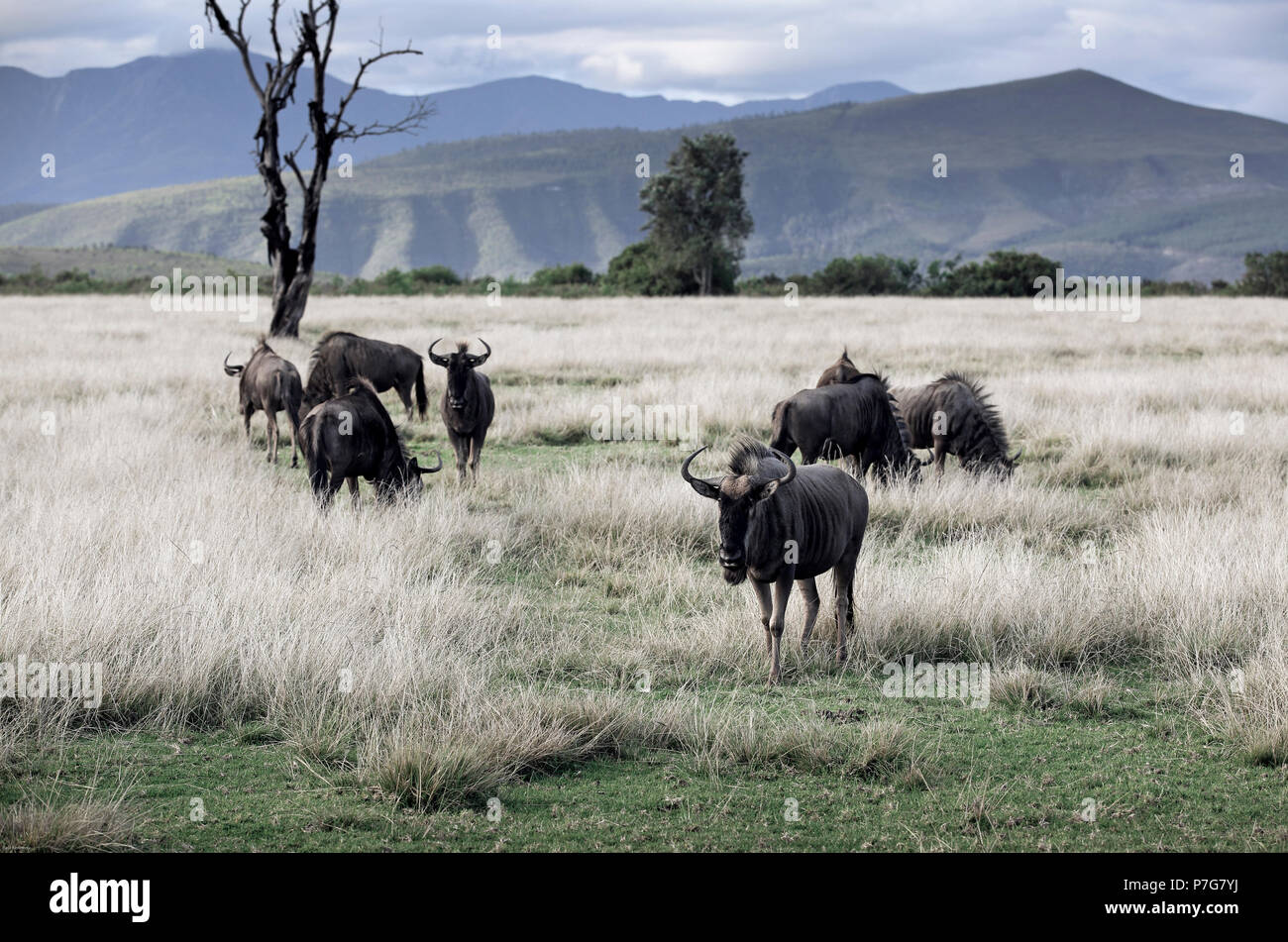 Herd of blue wildebeest (Connochaetes taurinus) grazing African ...