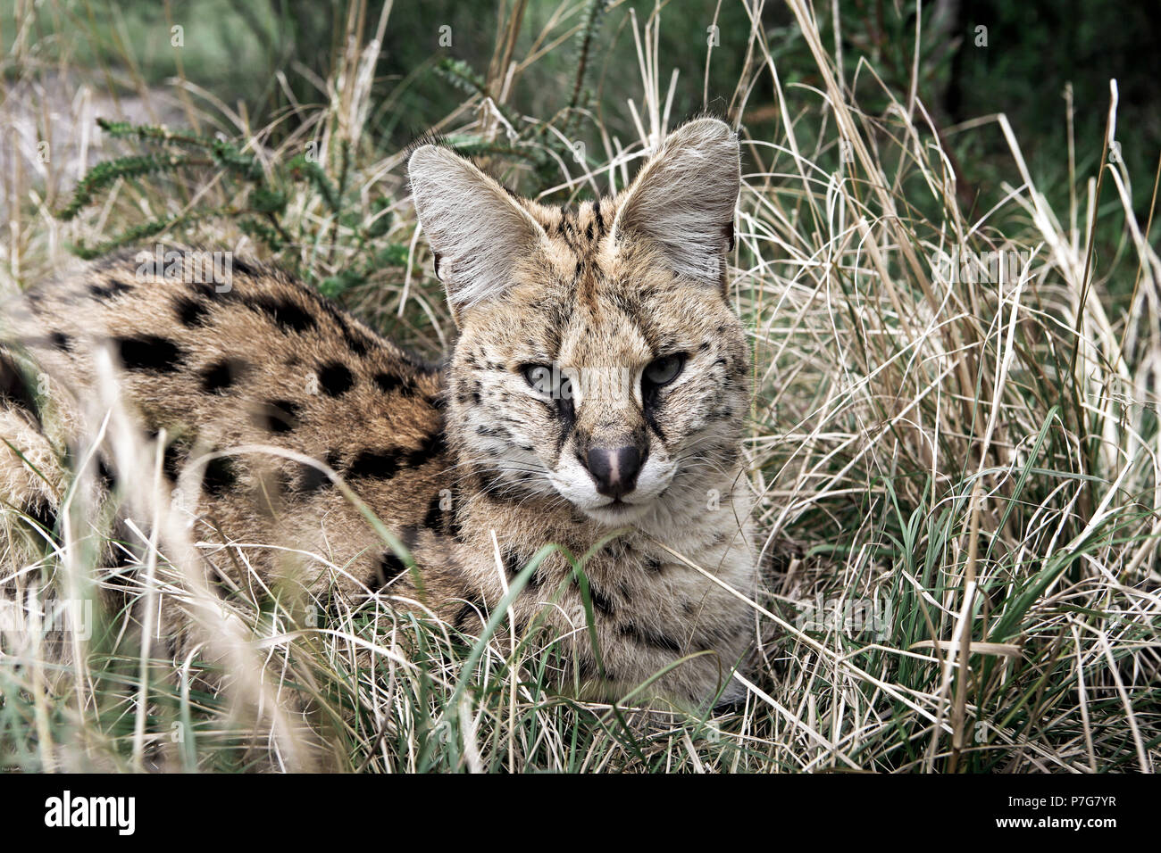 Serval in wilderness hi-res stock photography and images - Alamy