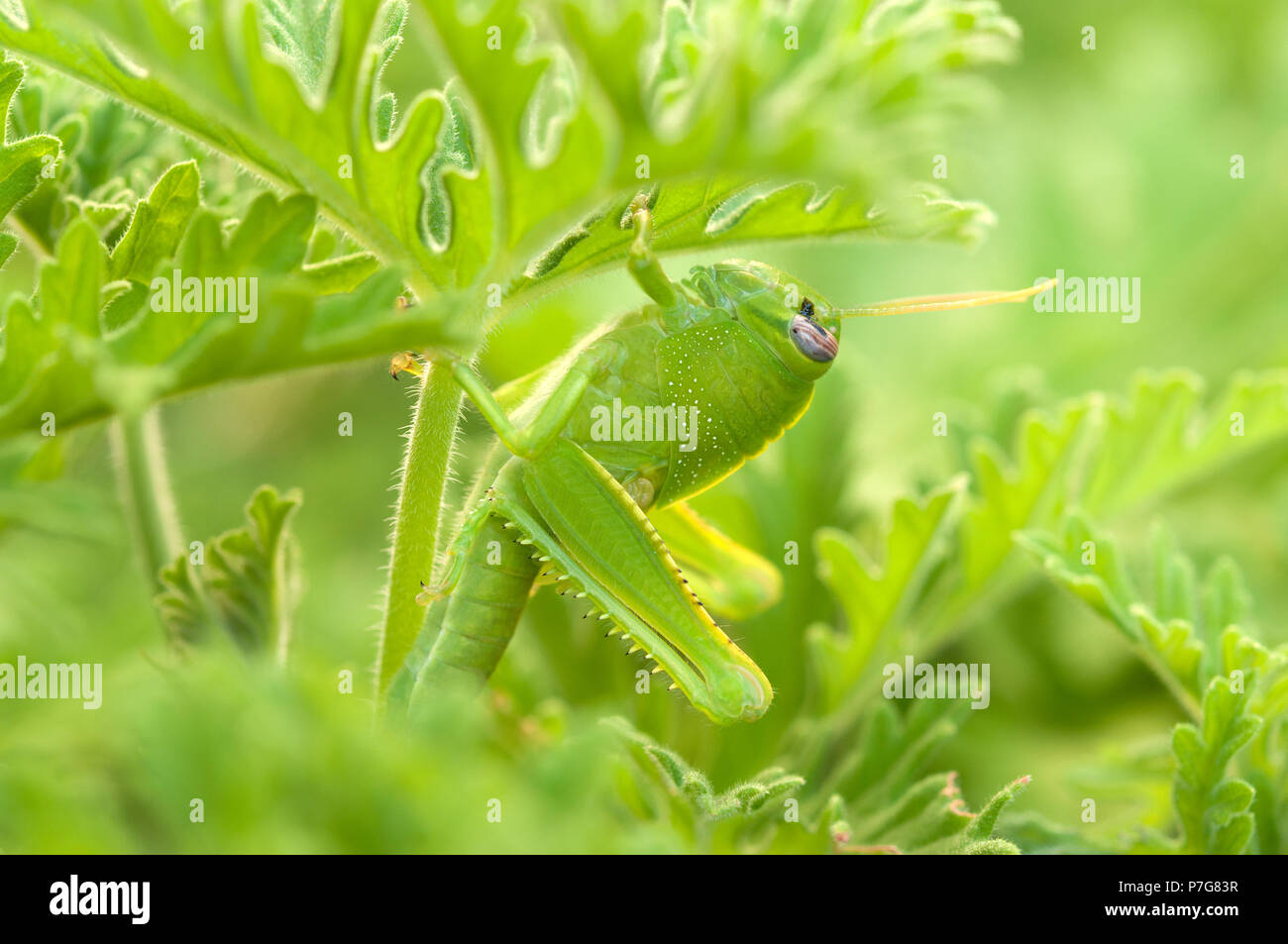 Mantis grasshopper locust insect hi-res stock photography and images ...