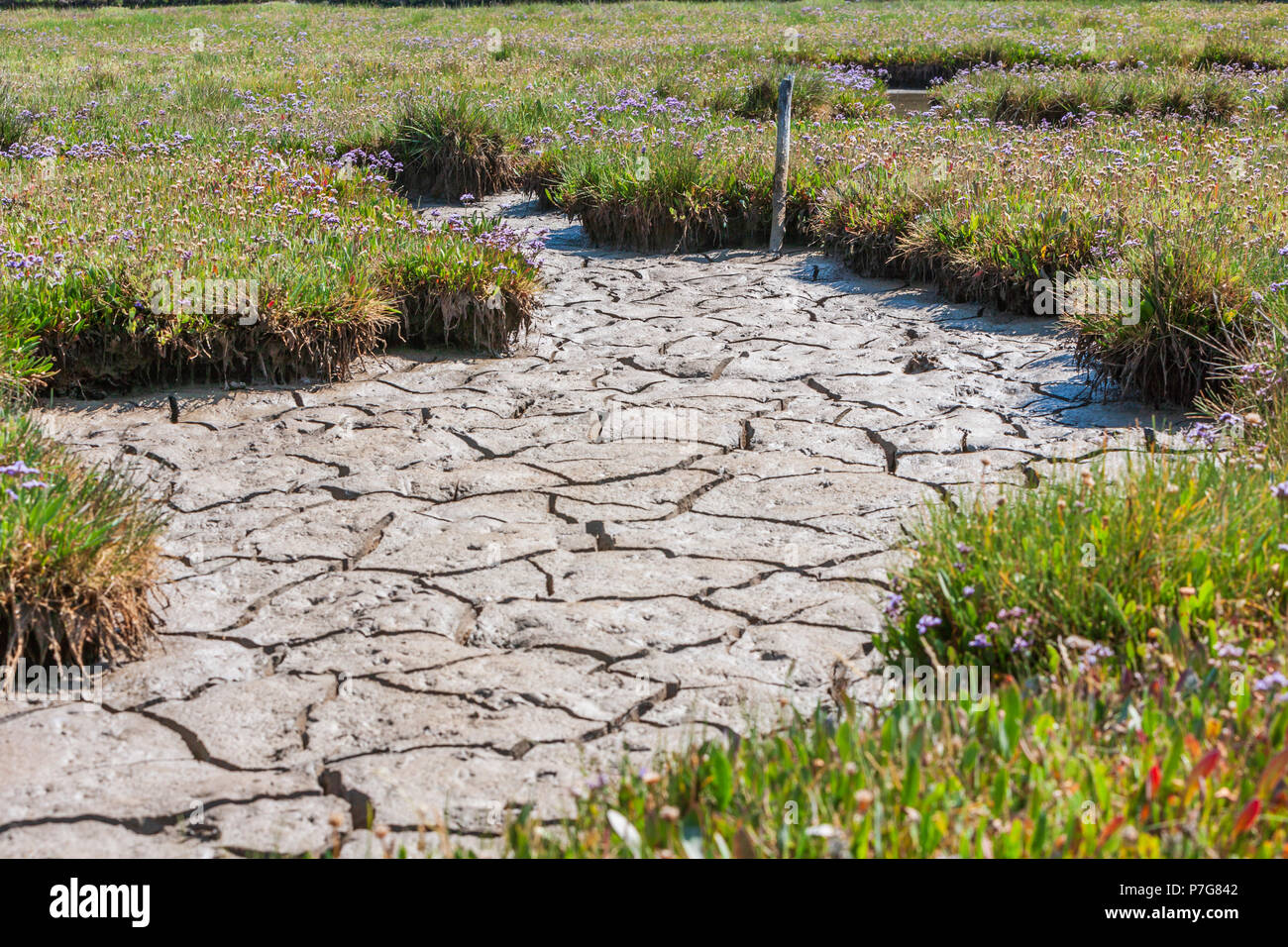 dried up marshland uk Stock Photo - Alamy