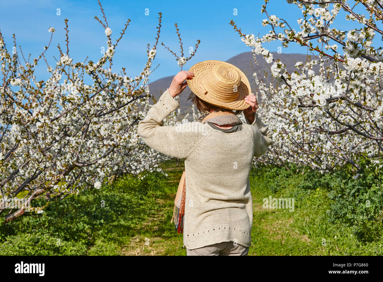 Woman looking cherry blossom. Jerte Valley, Caceres. Spring in Spain ...