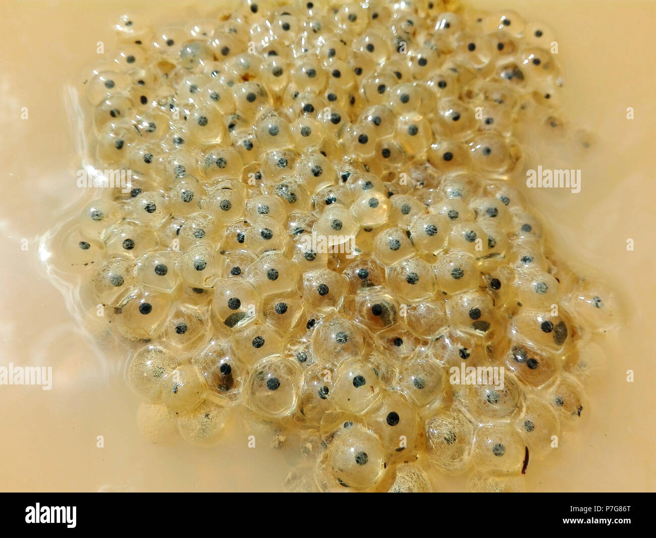 Frogspan hi-res stock photography and images - Alamy