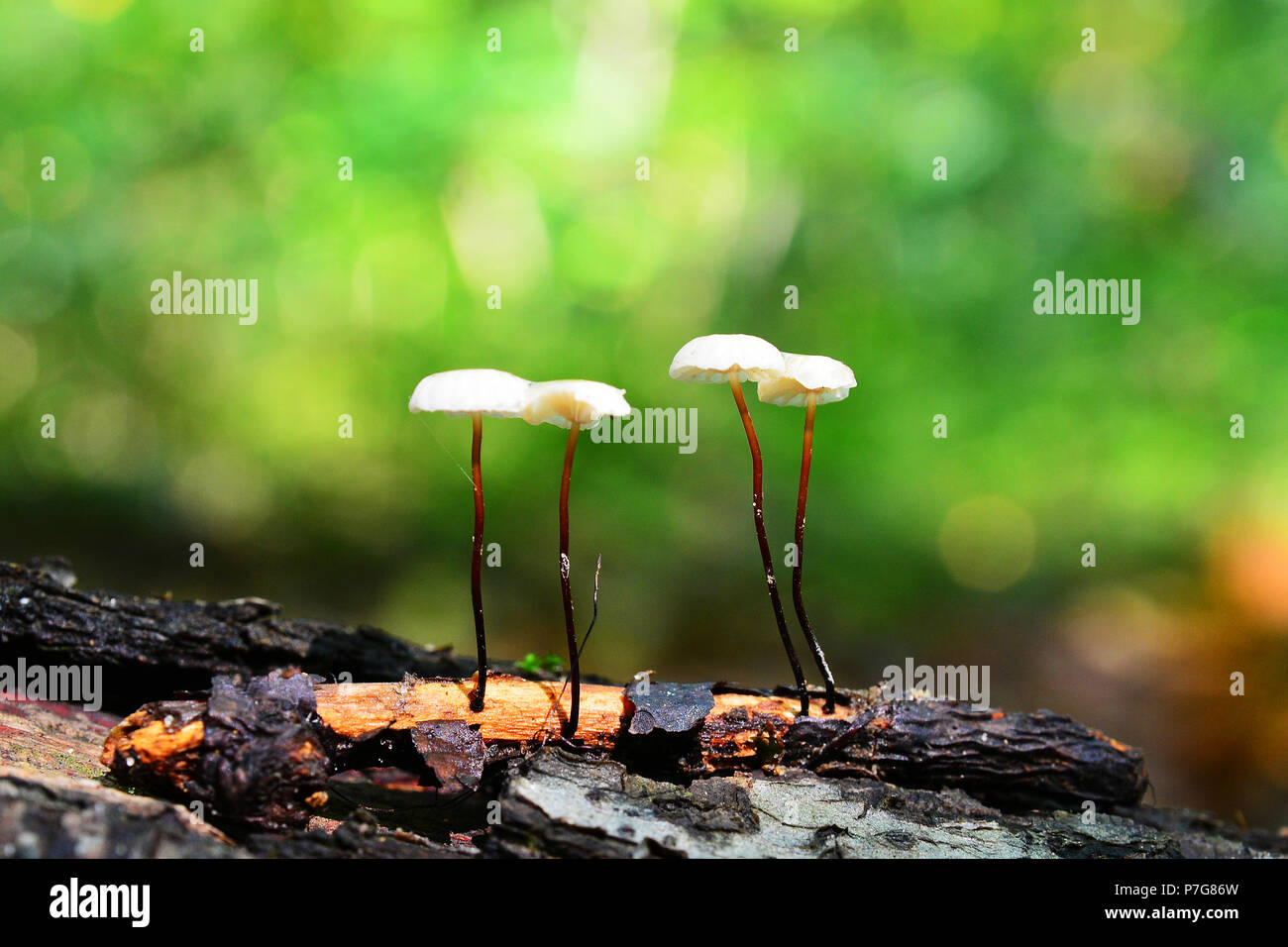 Marasmius rotula hi-res stock photography and images - Alamy