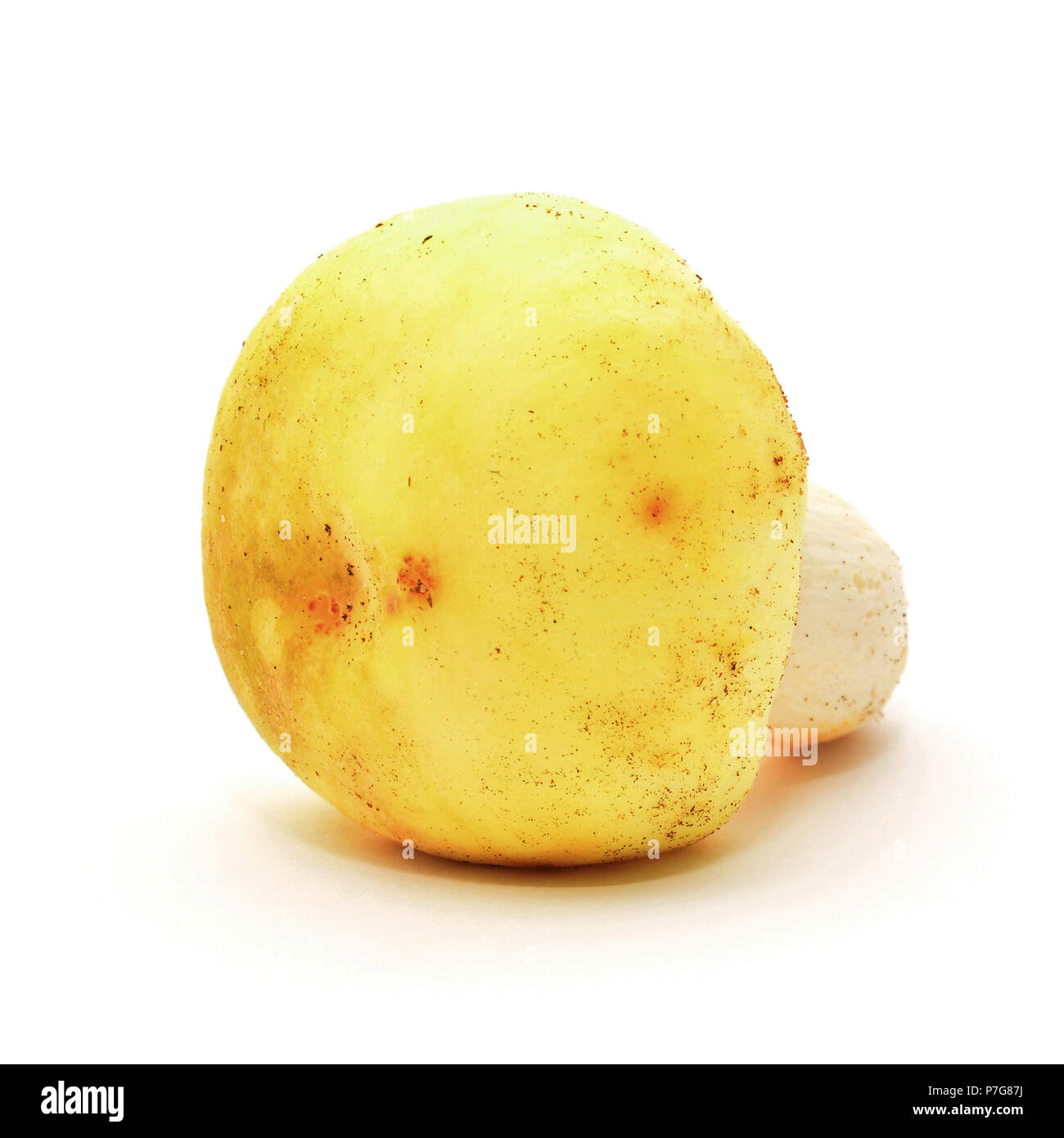 russula violeipes mushroom isolated on white background Stock Photo - Alamy