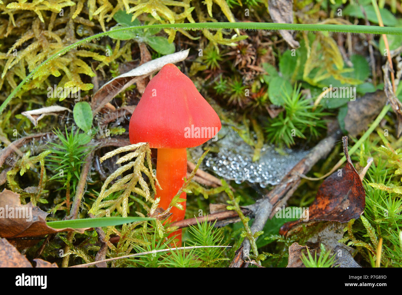 a red hygrocybe conica mushroom in the forest Stock Photo - Alamy