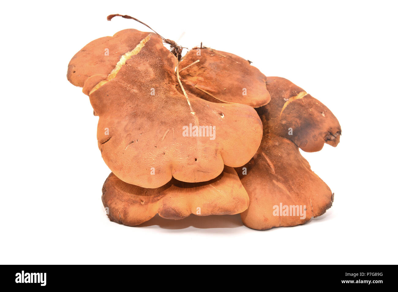 tapinella atrotomentosa mushroom cluster isolated on white Stock Photo ...