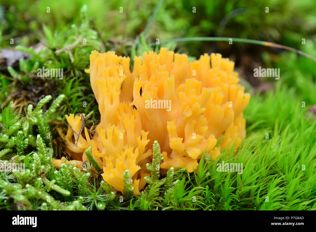 Changle mushroom hi-res stock photography and images - Alamy
