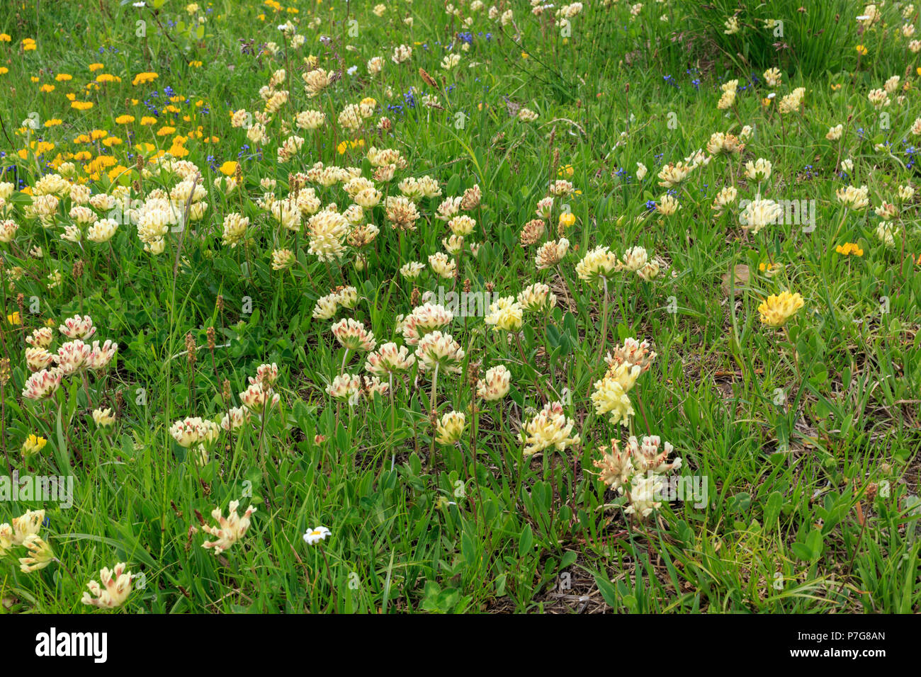Alpine meadow plant hi-res stock photography and images - Alamy
