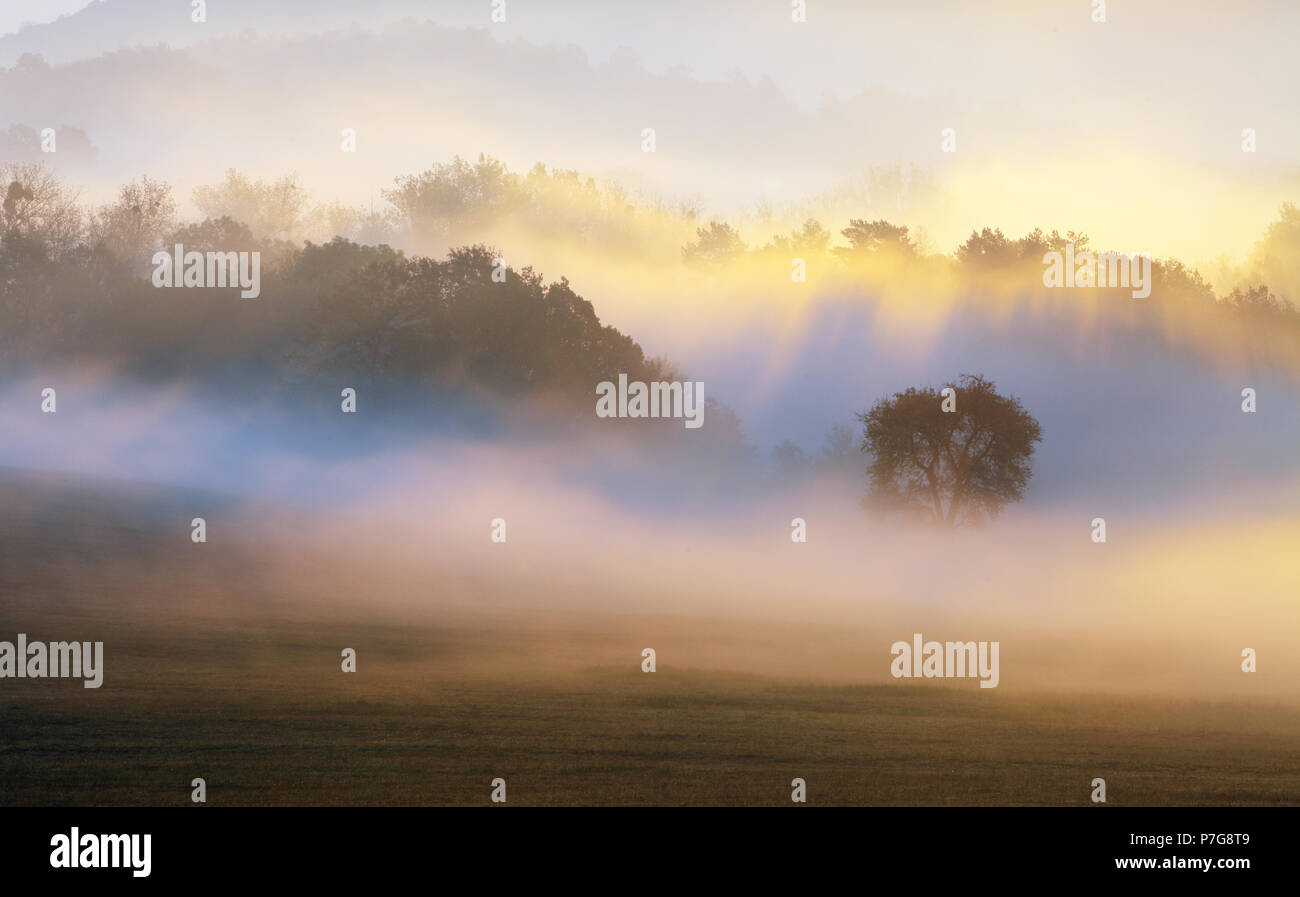 Tree in sunbeam mist Stock Photo - Alamy