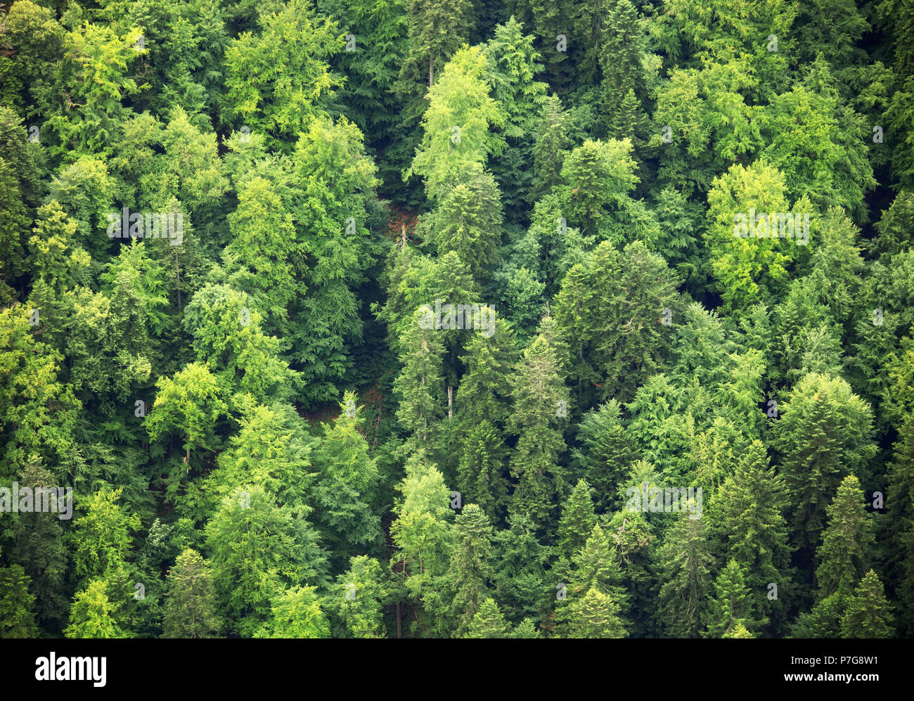 Green Forest, aerial view Stock Photo - Alamy