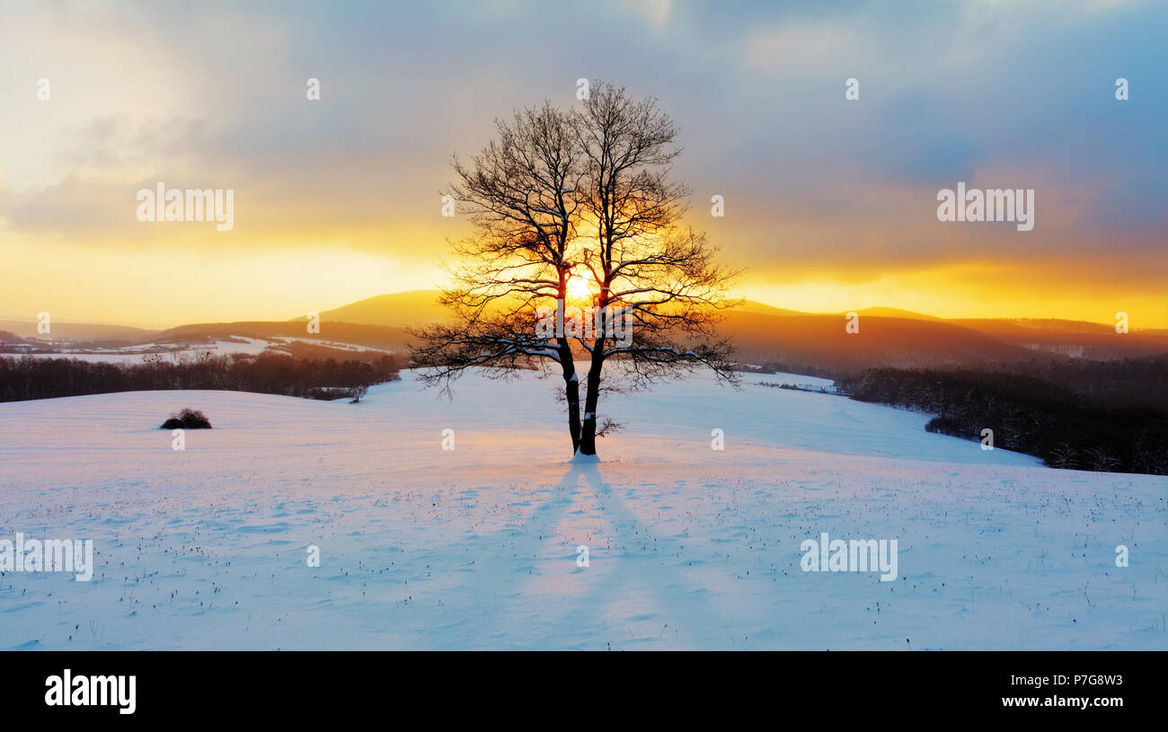 Alone tree in winter sunset Stock Photo - Alamy