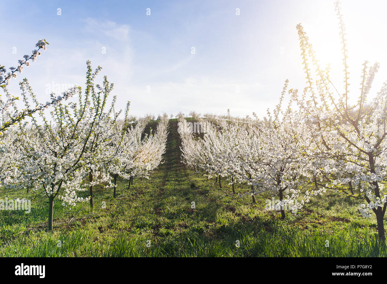 Blossoming flower cherry orchard in spring time Stock Photo - Alamy