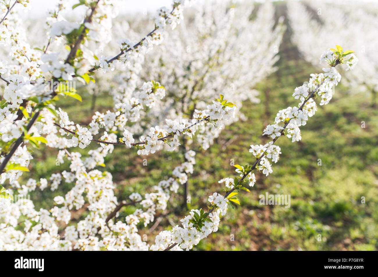Blossoming flower cherry orchard in spring time Stock Photo - Alamy