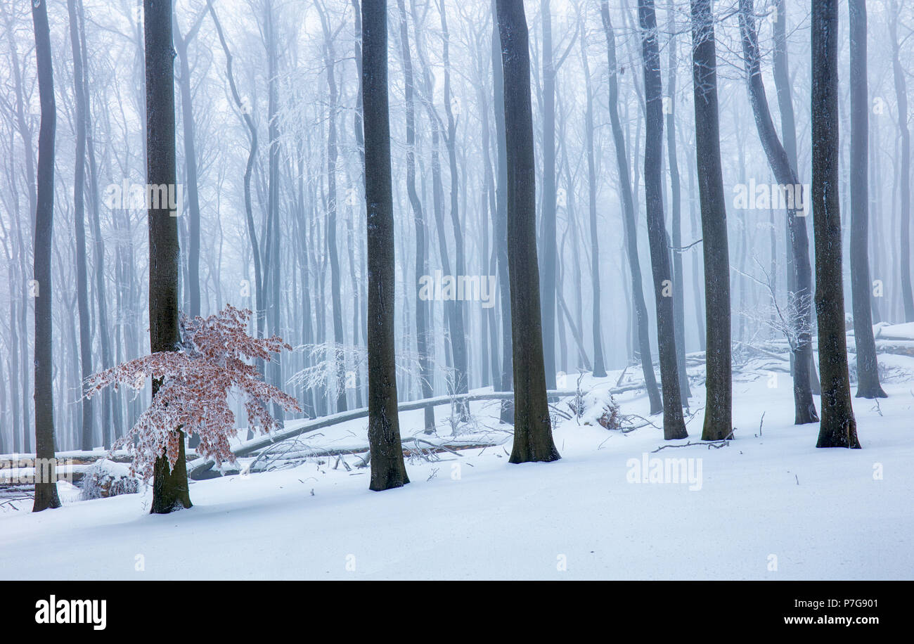 Winter in foggy frot forest with tree Stock Photo - Alamy