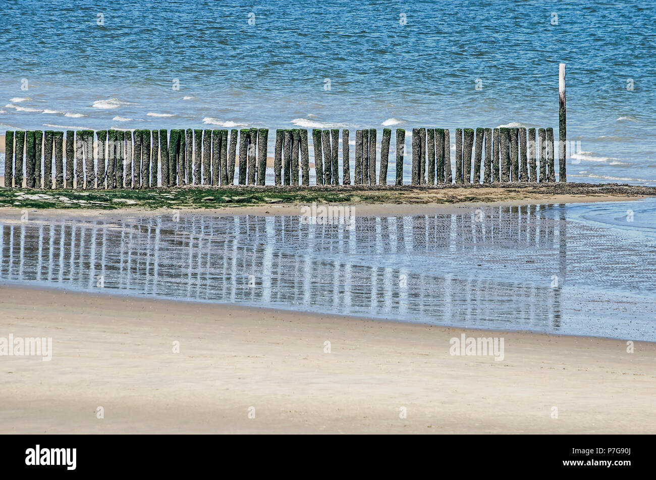 Wooden piles of a basalt breakwater reflecting in the shallow water ...