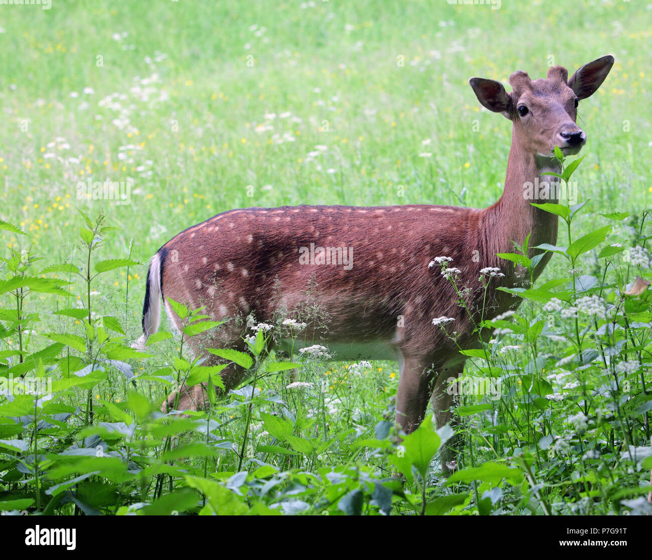 Whitetail deer doe hi-res stock photography and images - Alamy