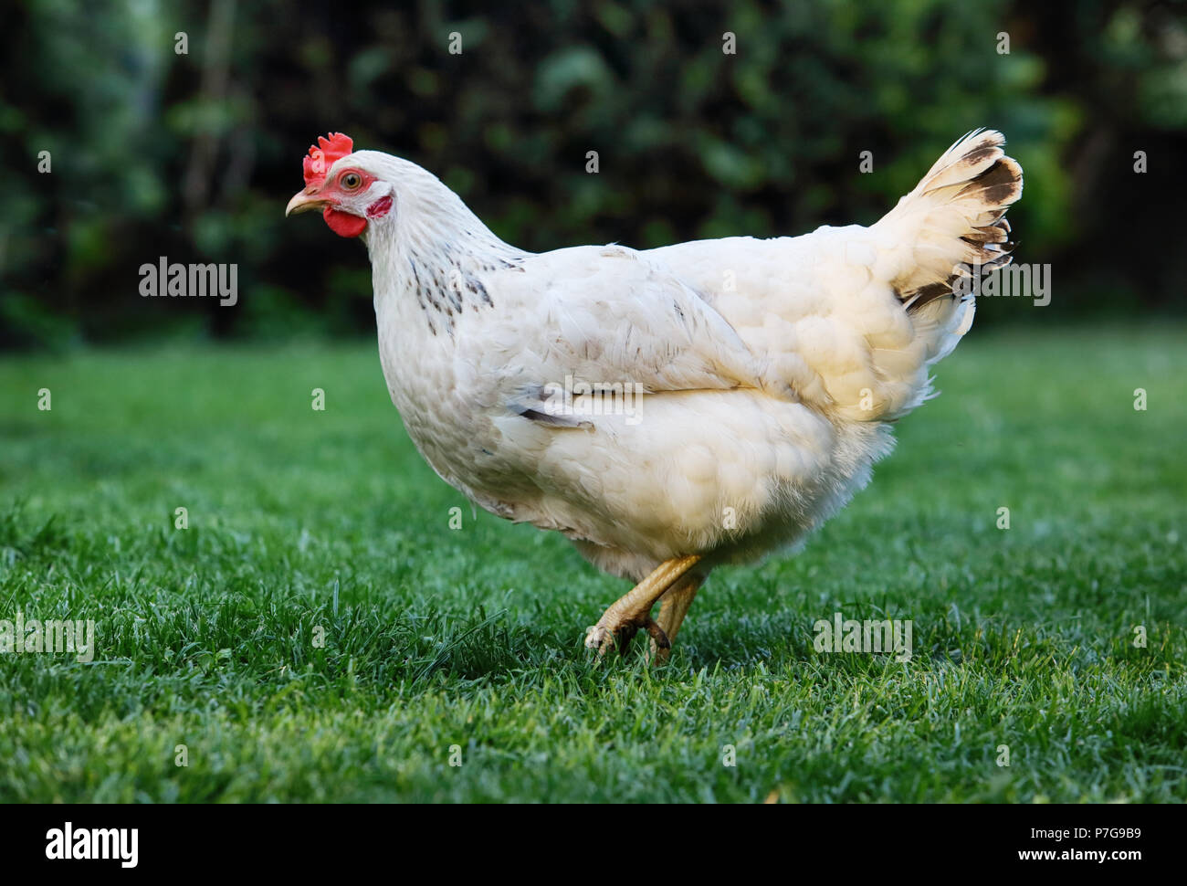 Hen chicken farmyard hi-res stock photography and images - Alamy