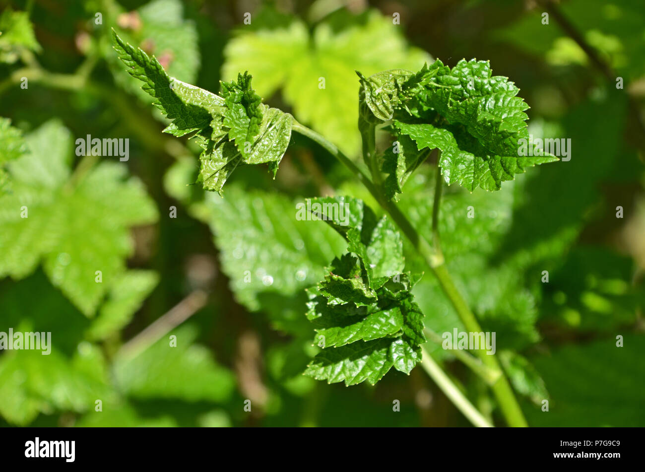 Blackcurrant (Ribes nigrum) leaves infested by leaf-curling midges (Dasineura tetensi), England ...