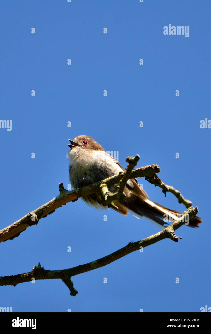 Long-Tailed Tit (Aegithalos caudatus) / long-tailed bushtit / silver ...