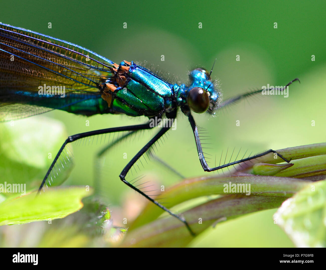 Beautiful Demoiselle Damselfly (Calopteryx virgo) Male, June Kent, UK ...