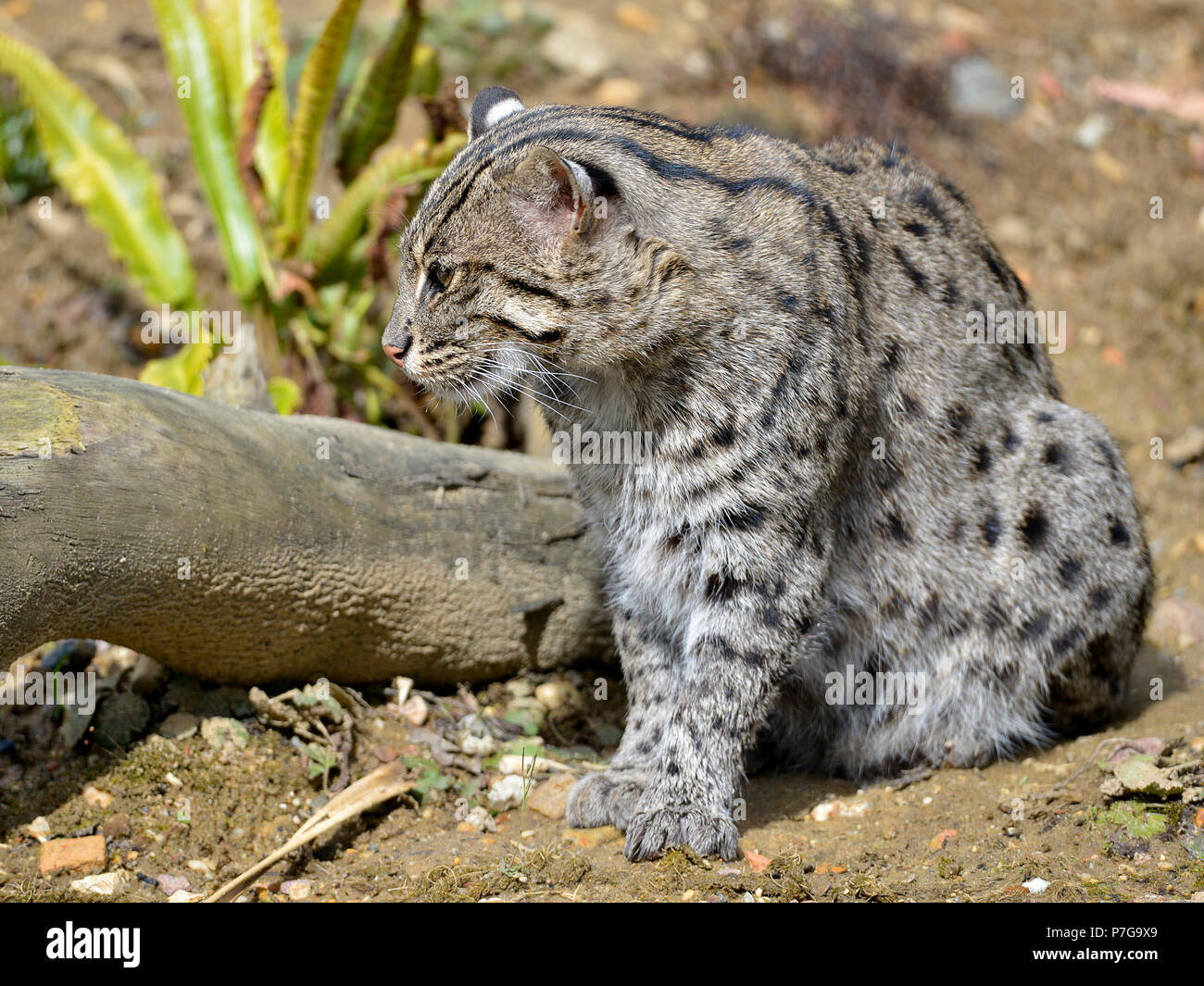 Fishing cat (Prionailurus viverrinus) sitting on ground seen from ...