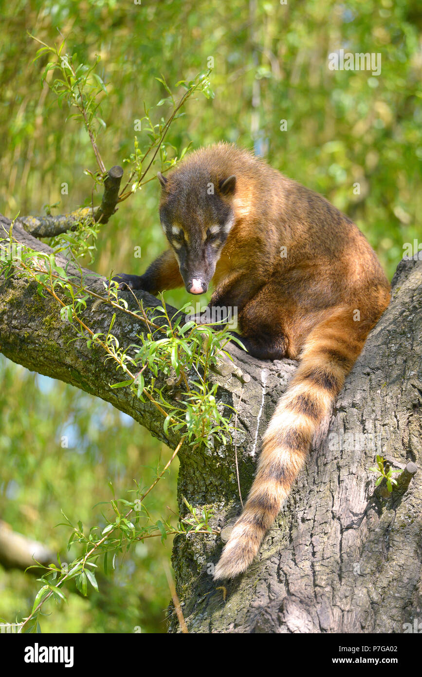 Ring Tailed Coati