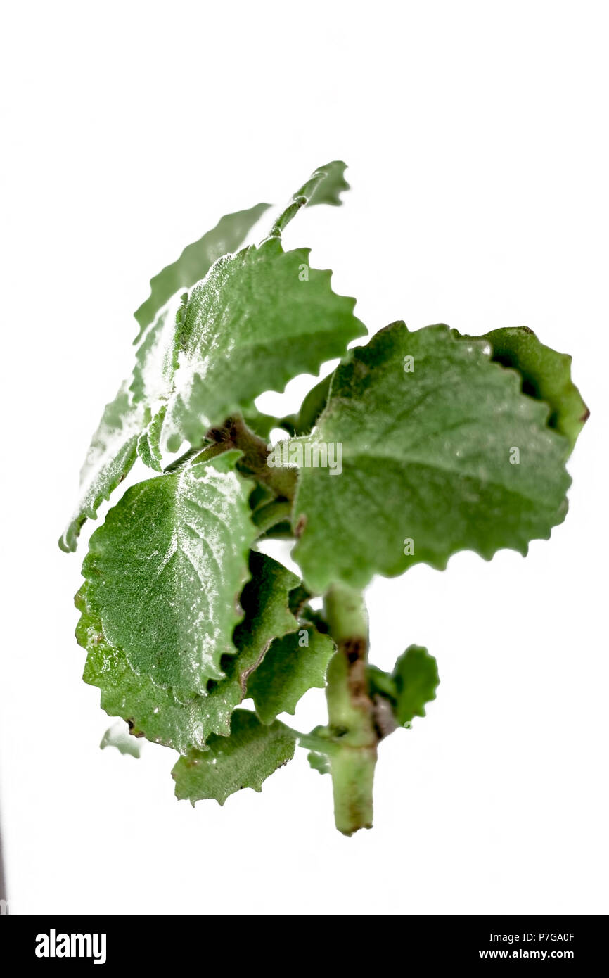 Close up of a small branch of ajwain plant isolated on white Stock ...