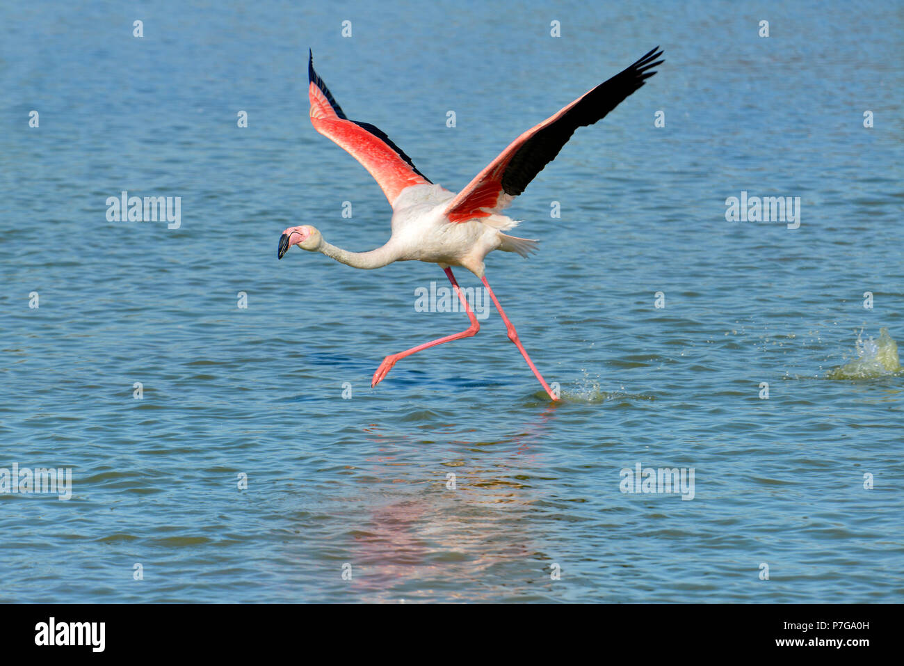 Flamingo running in water hi-res stock photography and images - Alamy