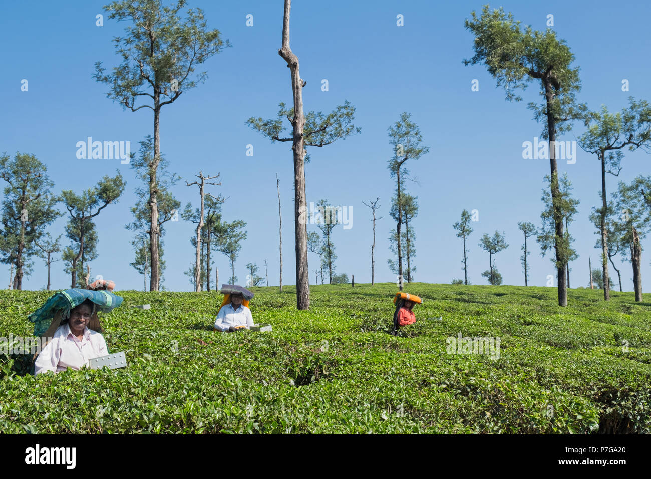 Valparai tea plantation hi-res stock photography and images - Alamy