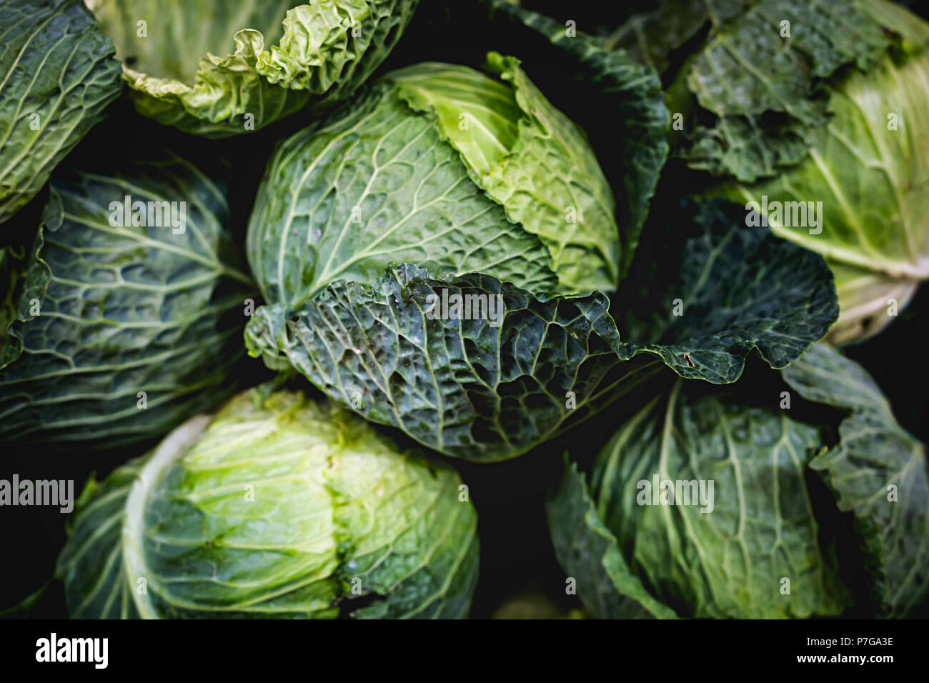 Cabbage texture hi-res stock photography and images - Alamy