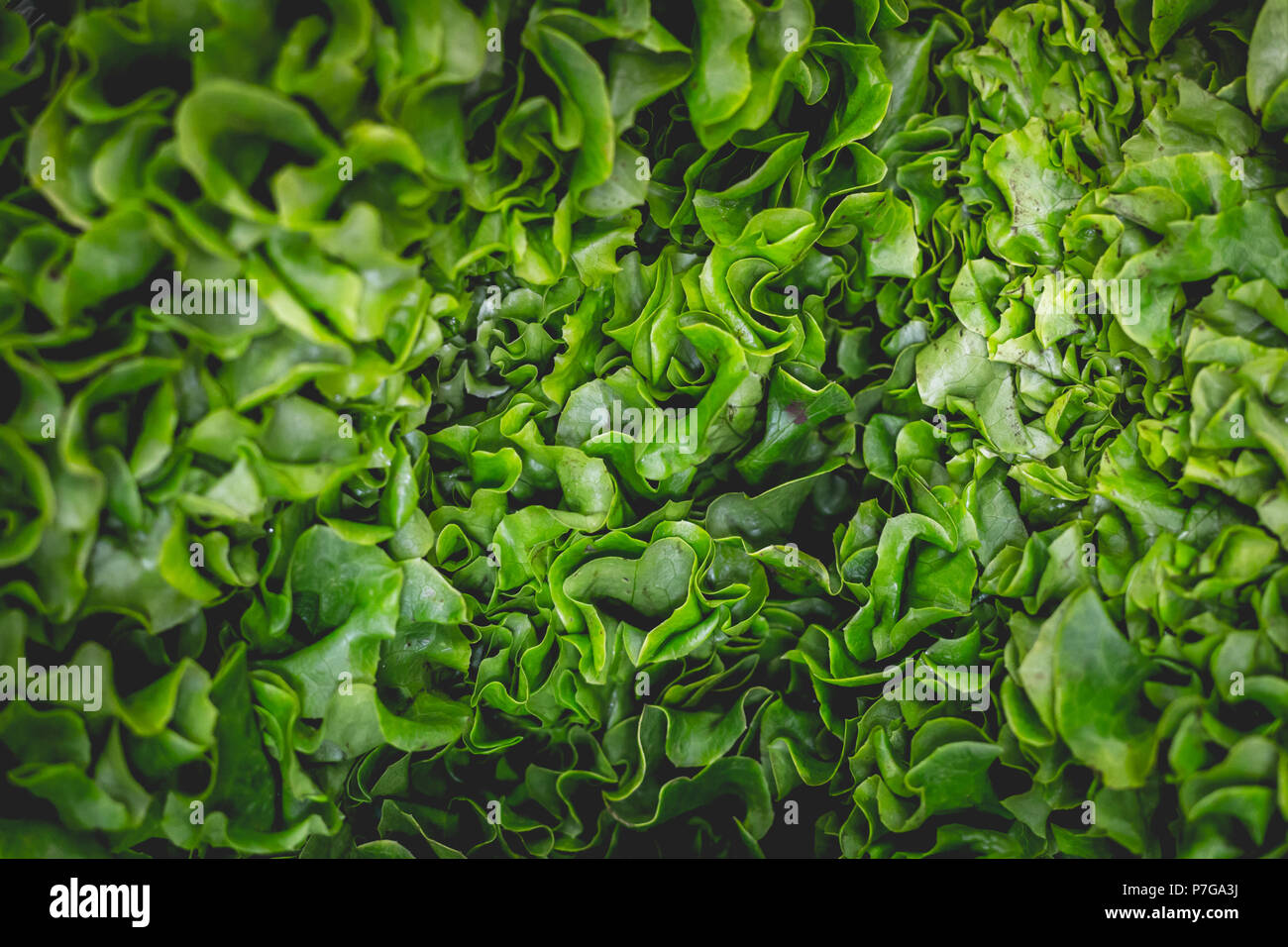 Lettuce leaves texture hi-res stock photography and images - Alamy
