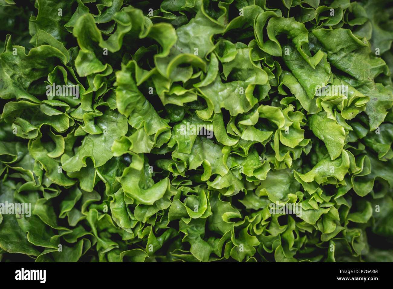 Lettuce leaves texture hi-res stock photography and images - Alamy