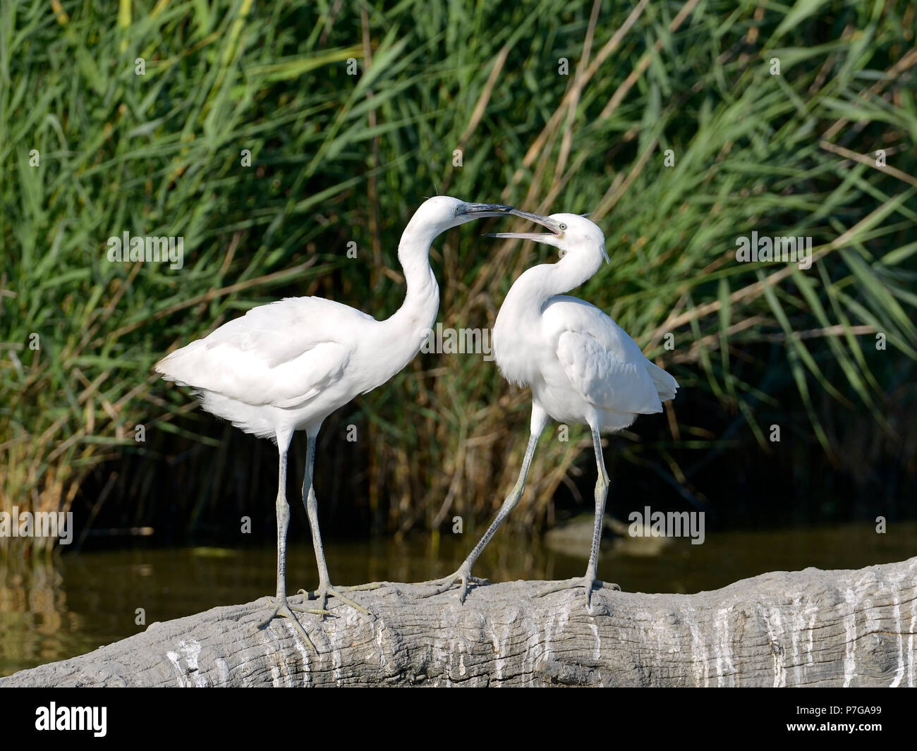 Little camargue hi-res stock photography and images - Alamy
