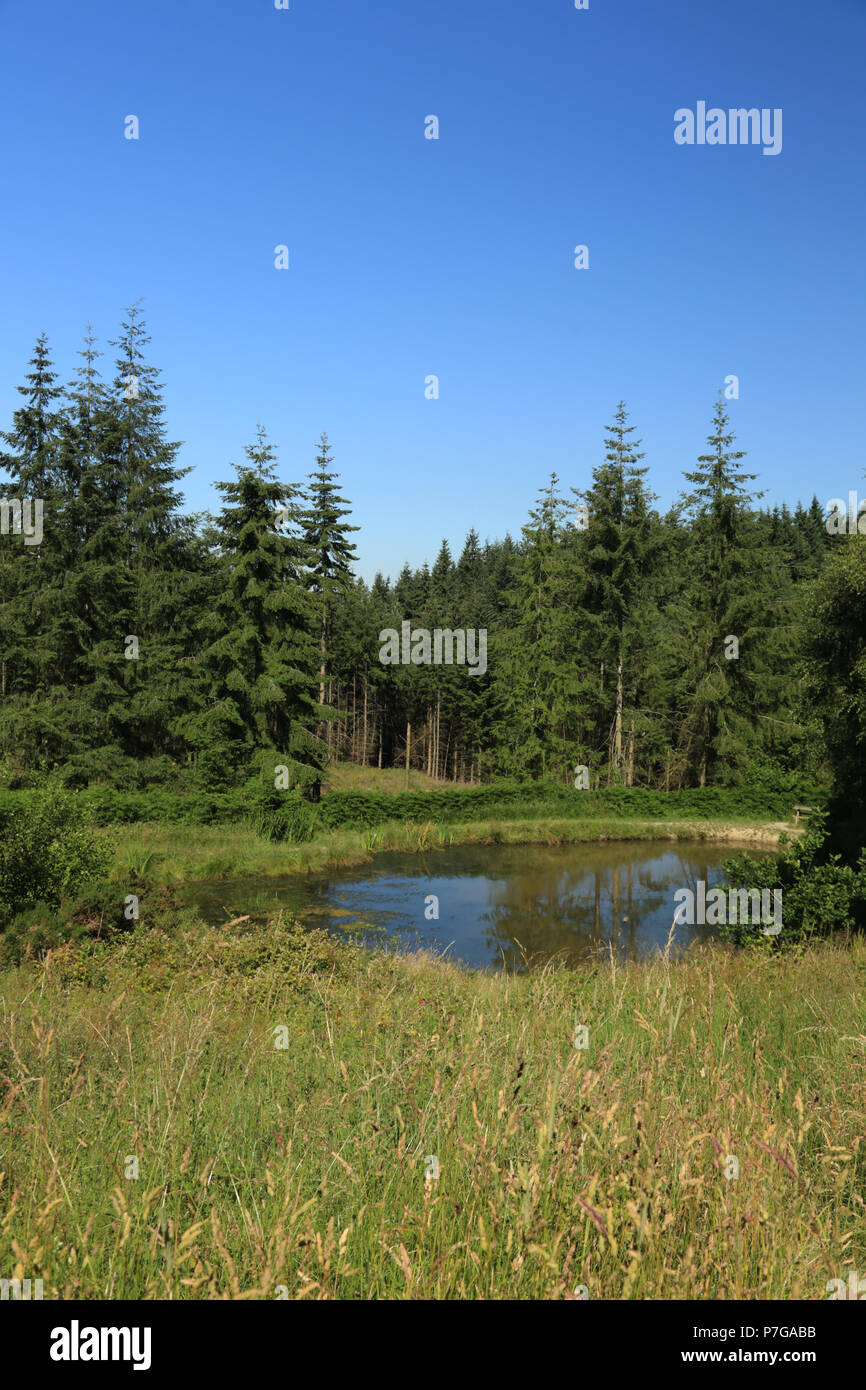 Mortimer forest hi-res stock photography and images - Alamy