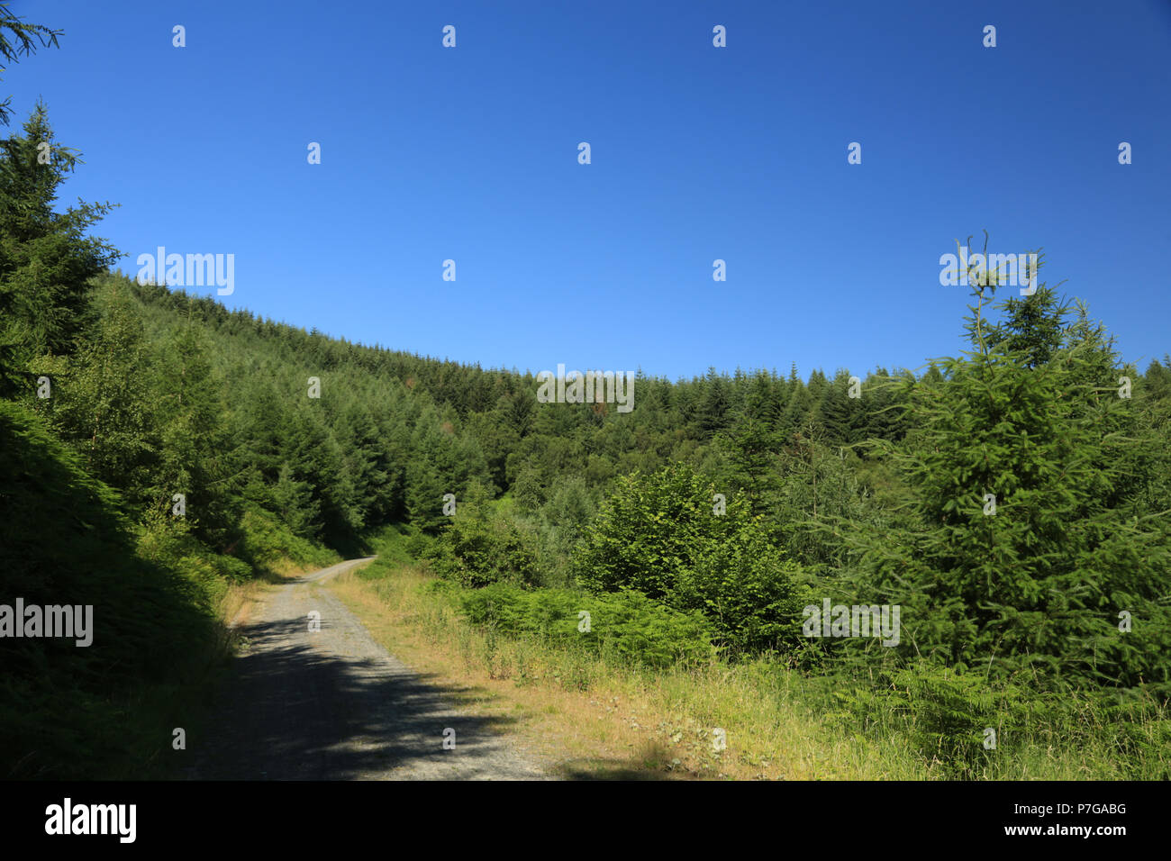 Mortimer forest ludlow hi-res stock photography and images - Alamy