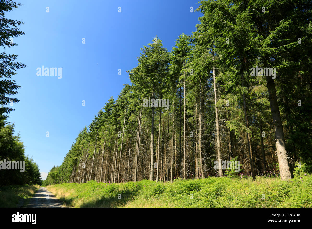 Mortimer forest near Ludlow, Shropshire, England, UK Stock Photo - Alamy