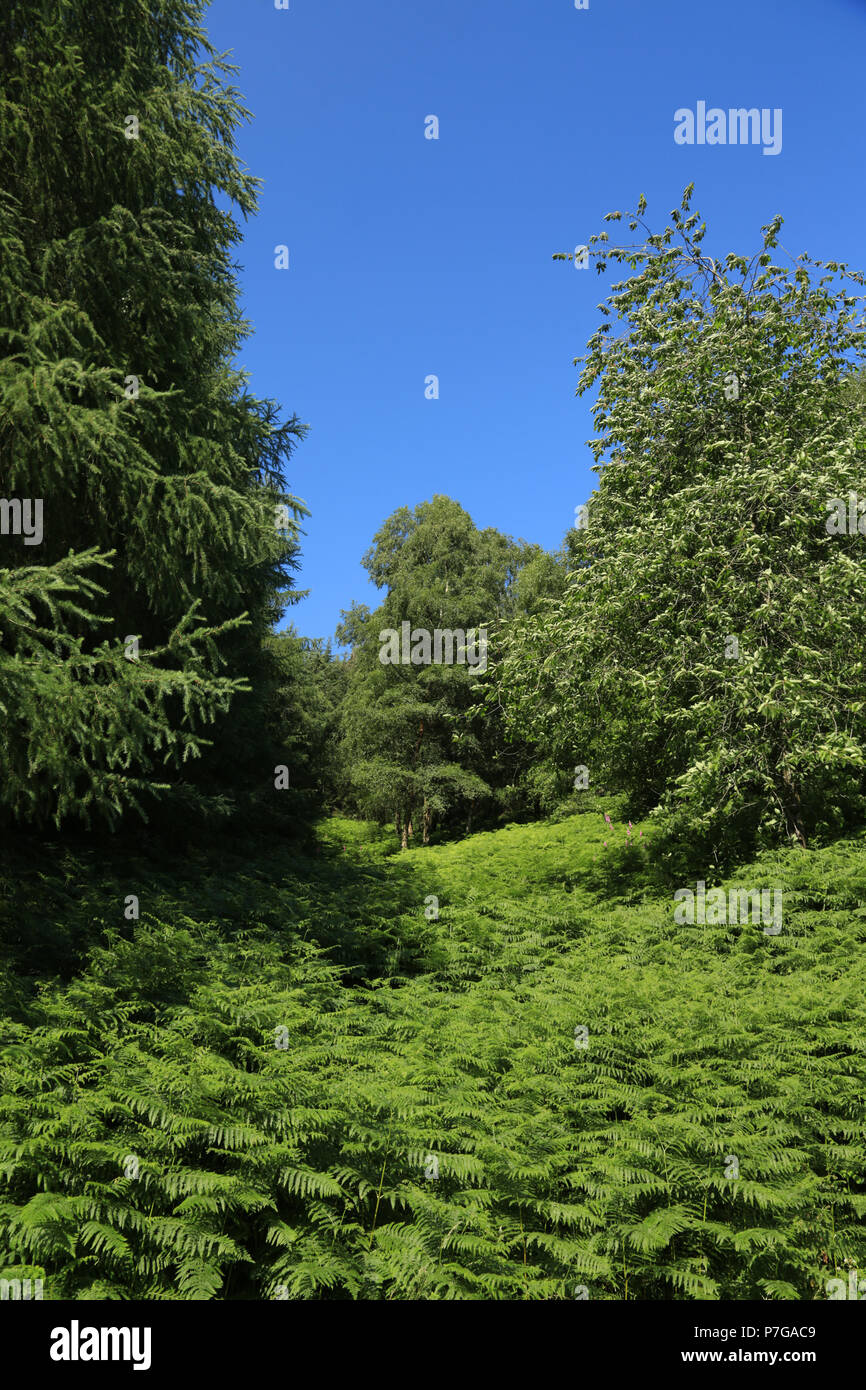 Mortimer forest ludlow hi-res stock photography and images - Alamy