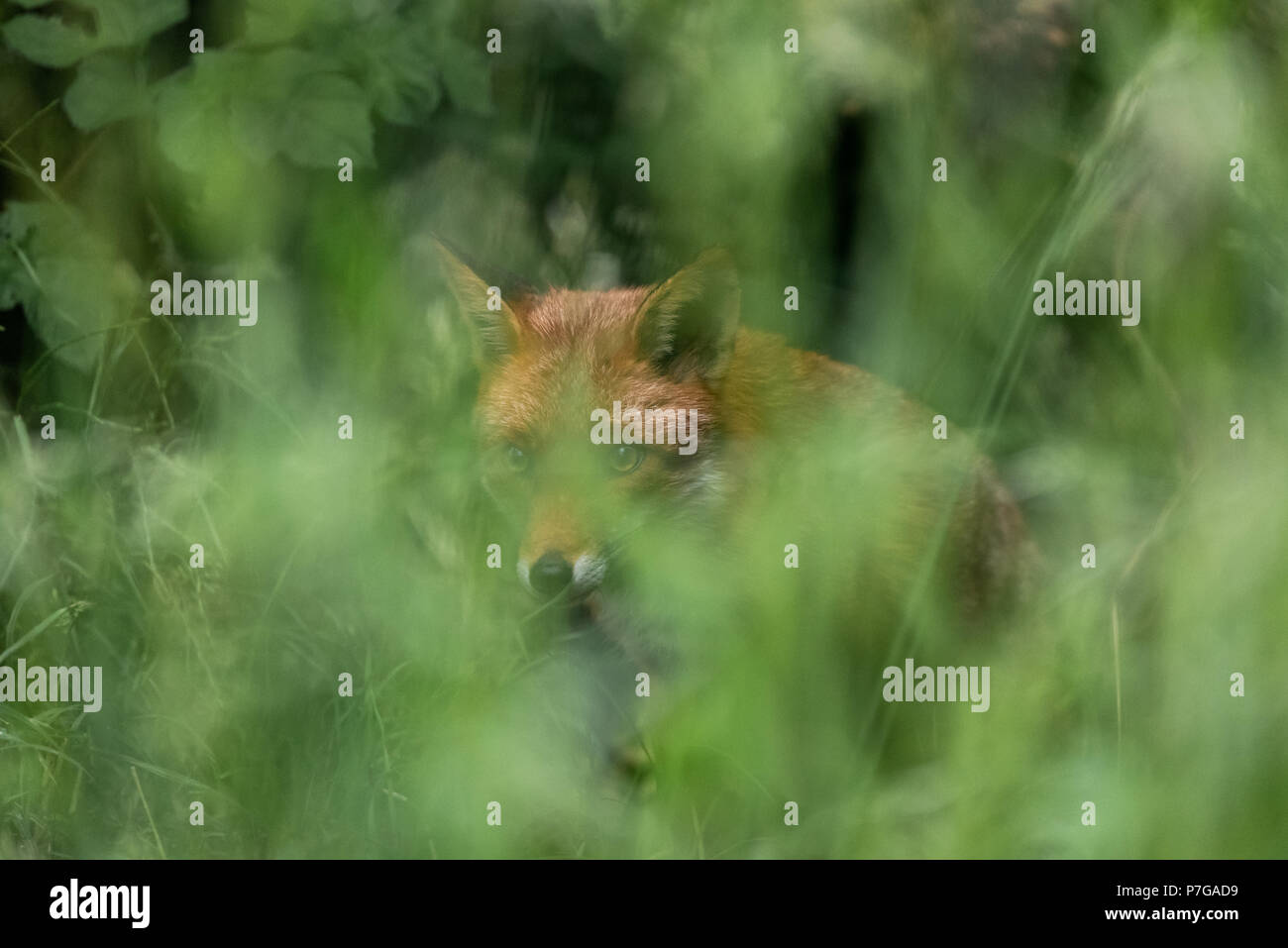 Predator stalking hi-res stock photography and images - Alamy