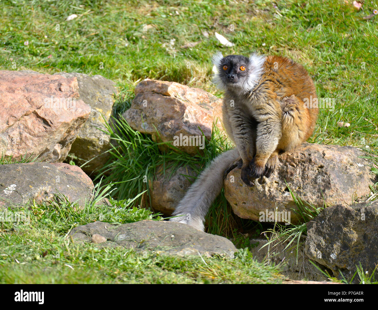 Female black lemur macaco (Eulemur macaco) sitting on rock. The male is ...
