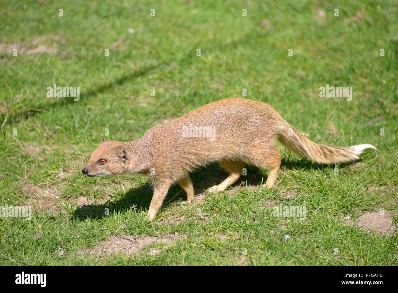 Yellow Mongoose (Cynictis penicillata) walking on grass Stock Photo - Alamy