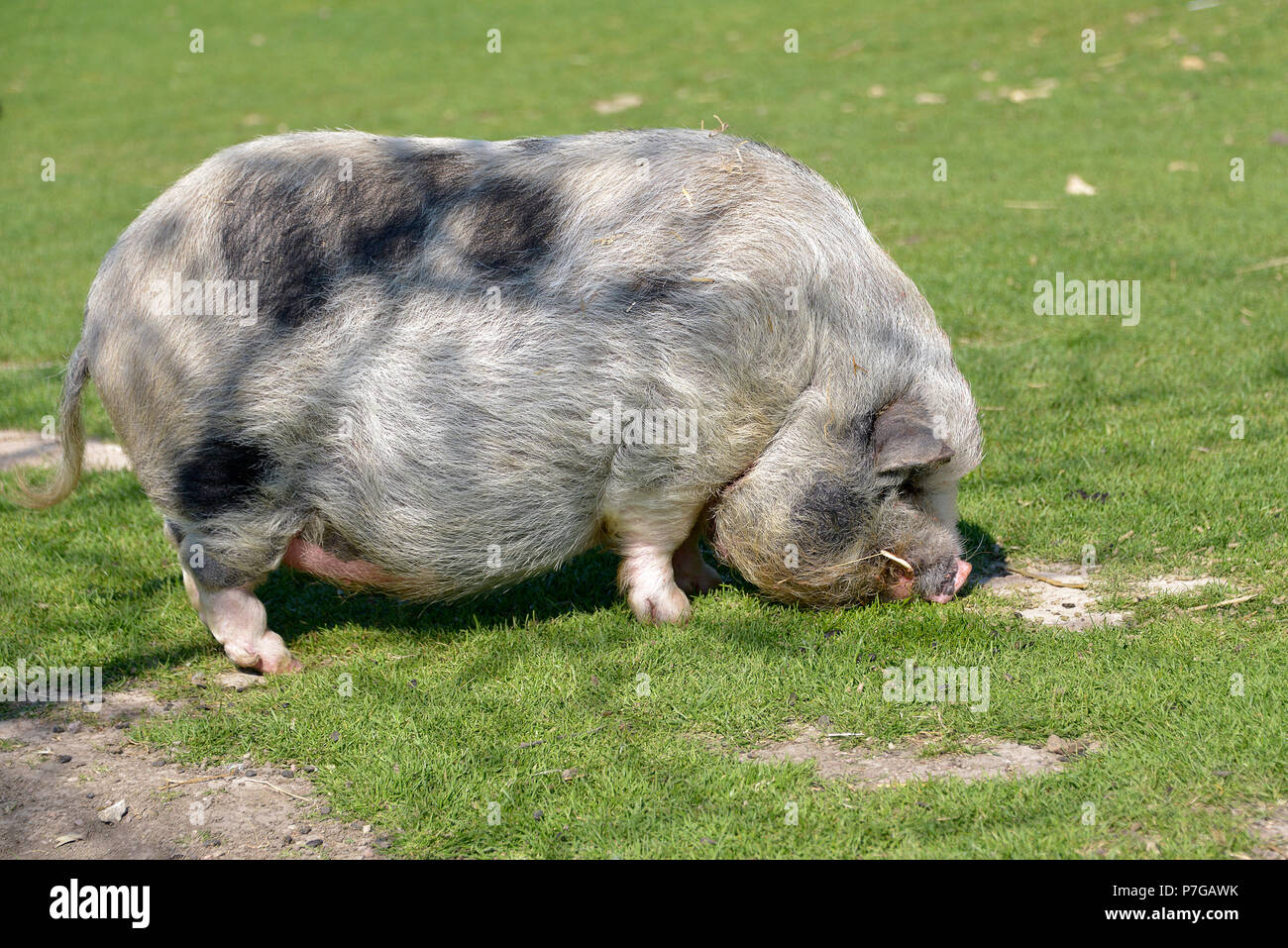 Miniature pig (sus) on grass view of profile Stock Photo - Alamy