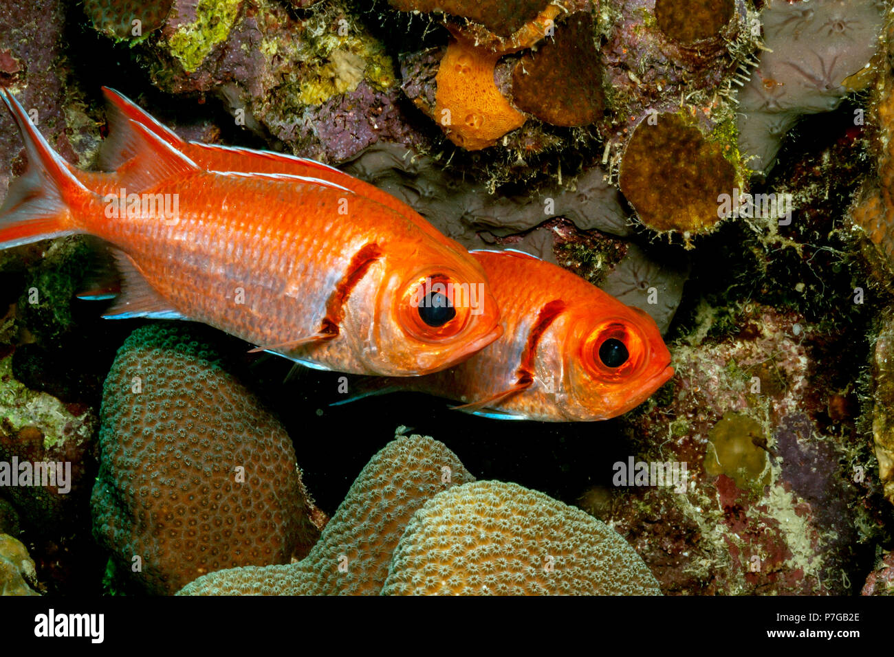 Coral reef in Carbiiean Sea, soldierfish Myripristinae Holocentridae ...