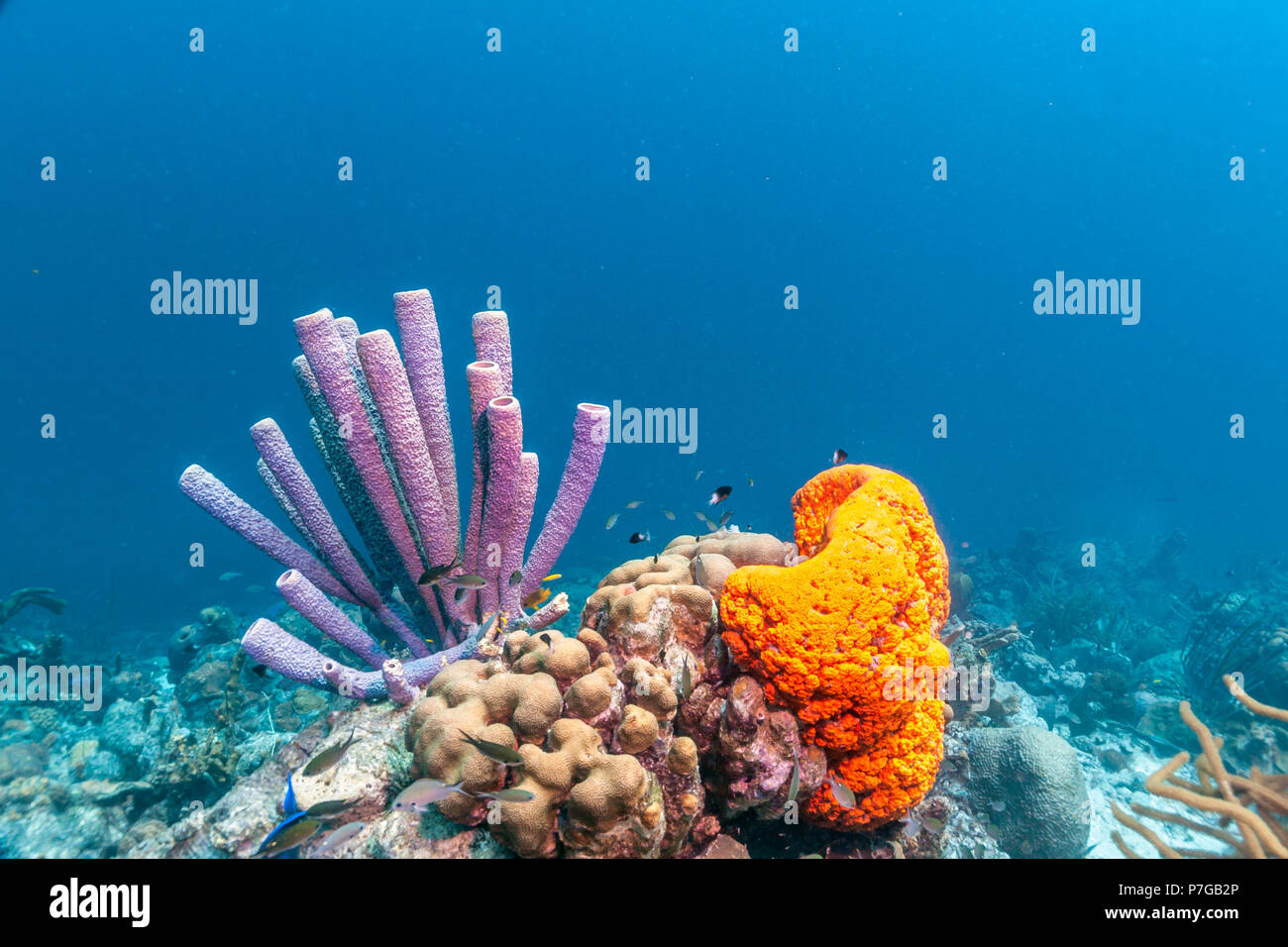 Coral reef in Carbiiean Sea with Stove Pipe Sponge and Orange Elephant ...