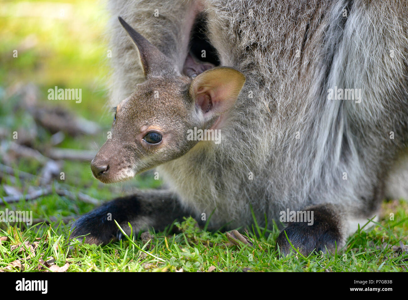 Little pouch hi-res stock photography and images - Alamy