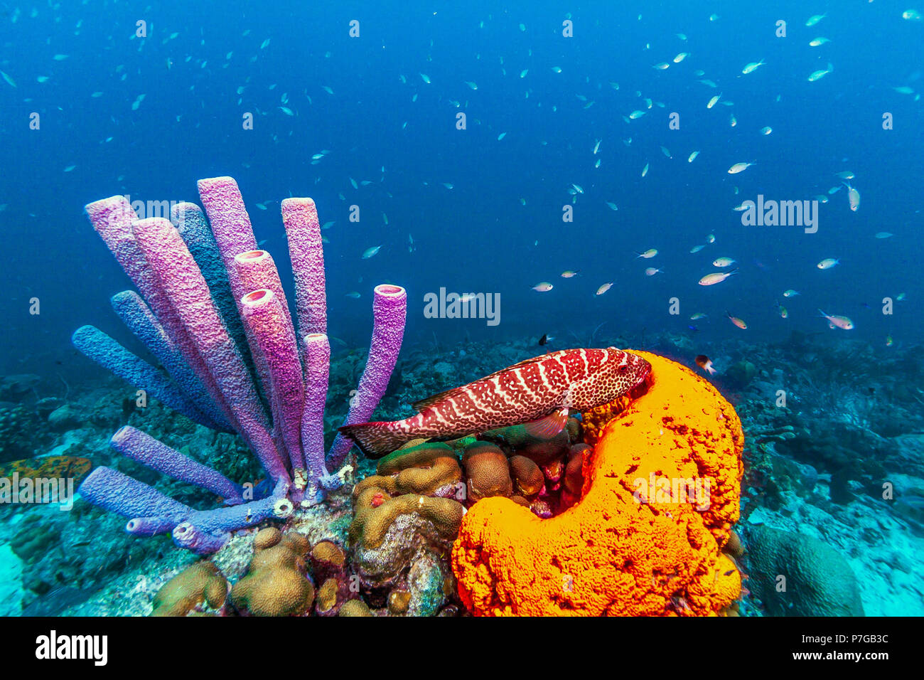 Coral reef in Carbiiean Sea with Stove Pipe Sponge and Orange Elephant ...