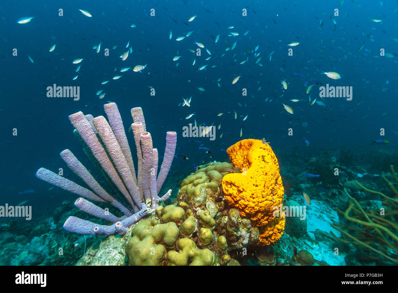Orange tube sponge hi-res stock photography and images - Alamy