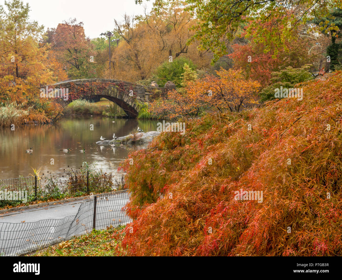 Gapstow Bridge is one of the icons of Central Park, Manhattan in New ...