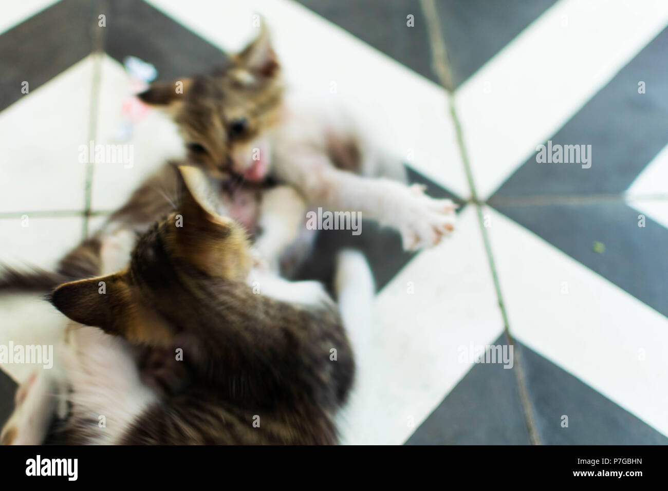 Kittens playing together hi-res stock photography and images - Alamy